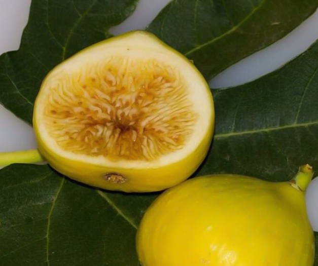 Yahoo!オークション - Golden Riverside (UCR) ゴールデンリバーサイド...