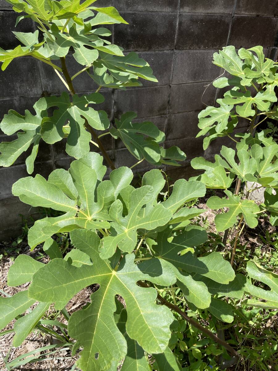 Yahoo!オークション - Golden Riverside (UCR) ゴールデンリバーサイド...