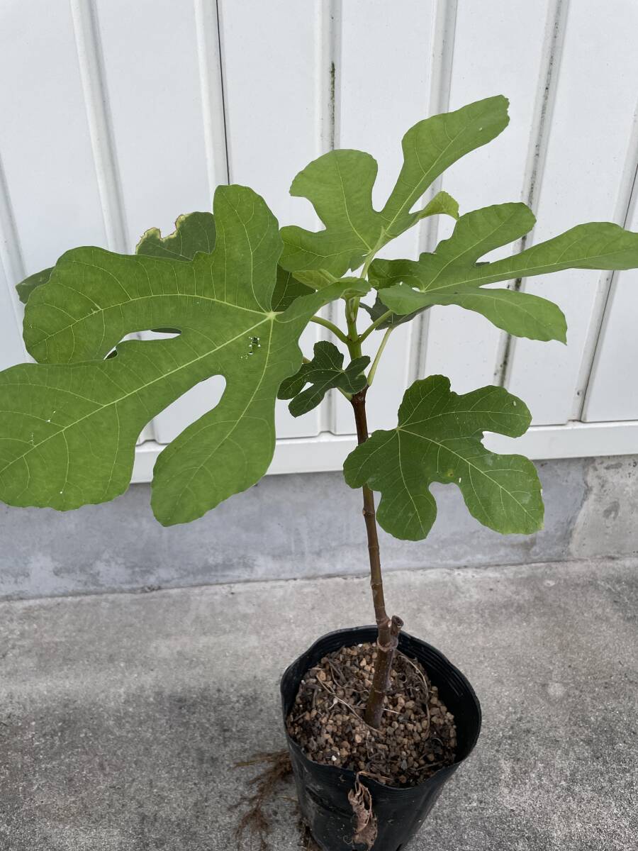 Yahoo!オークション - Golden Riverside (UCR) ゴールデンリバーサイド...