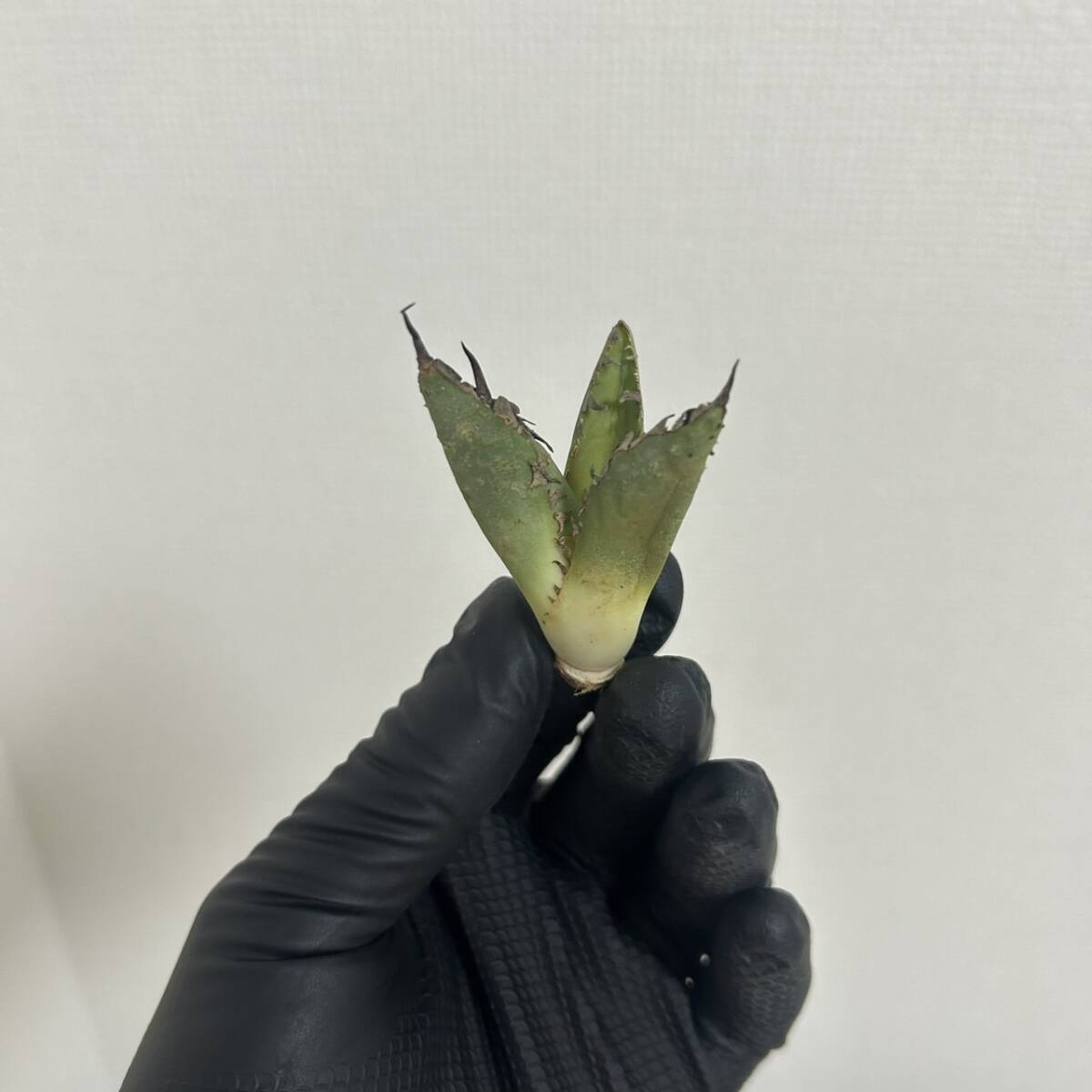 Yahoo!オークション - 【アガベチタノタ fo222】2 agave titanota アガ...