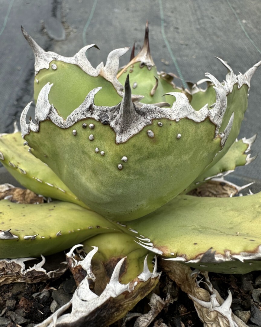 Yahoo!オークション - 【アガベチタノタ fo222】2 agave titanota アガ...