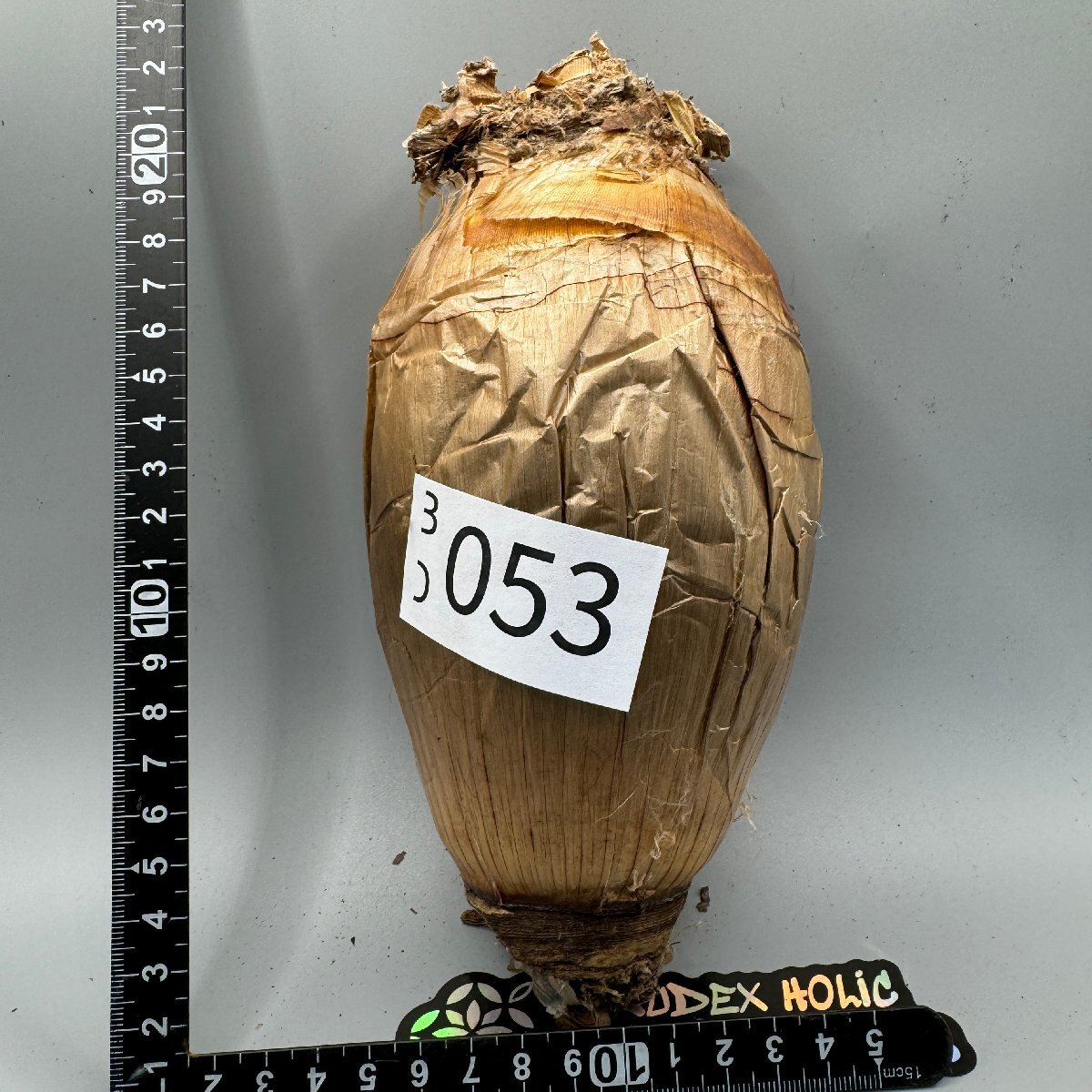 Yahoo!オークション - 【BD053】ブーファン・ディスティチャ ベアルー...