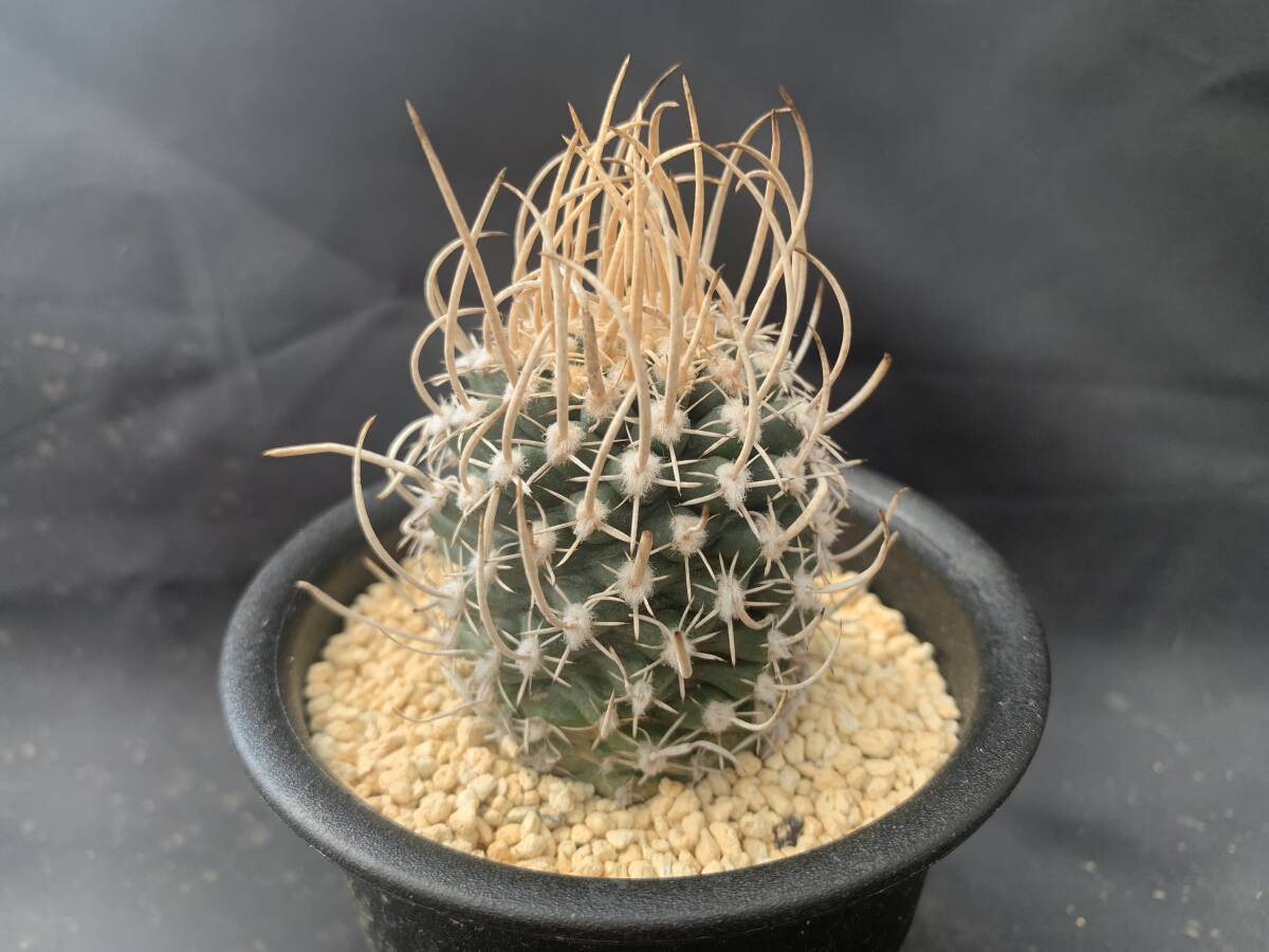 Yahoo!オークション - サボテン・多肉植物 C91 マイヤー