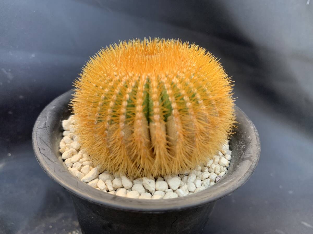 Yahoo!オークション - サボテン・多肉植物 D17 エリオカクトイデス