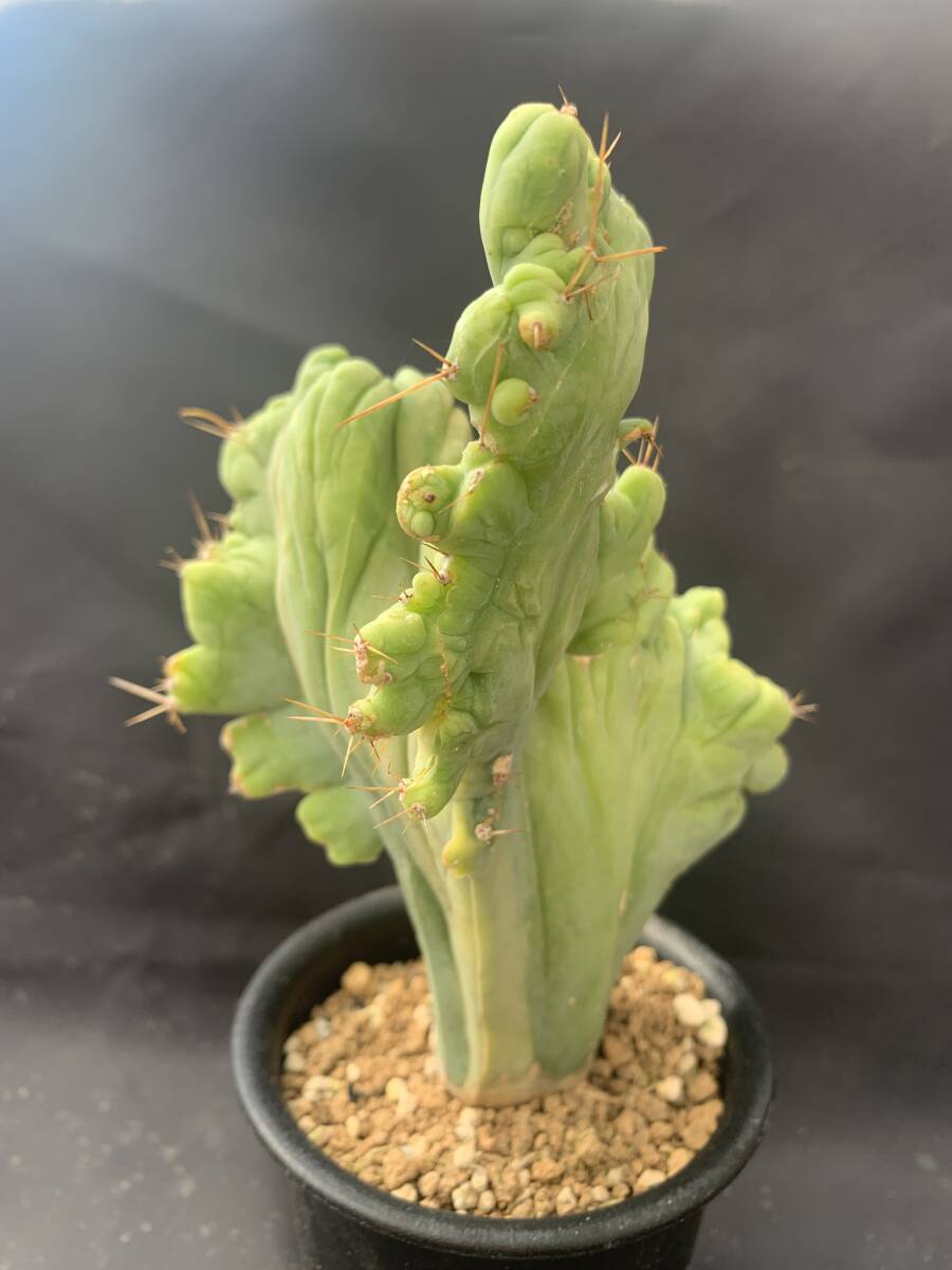 Yahoo!オークション - サボテン・多肉植物 C93 成程柱モンスト（少し斑...