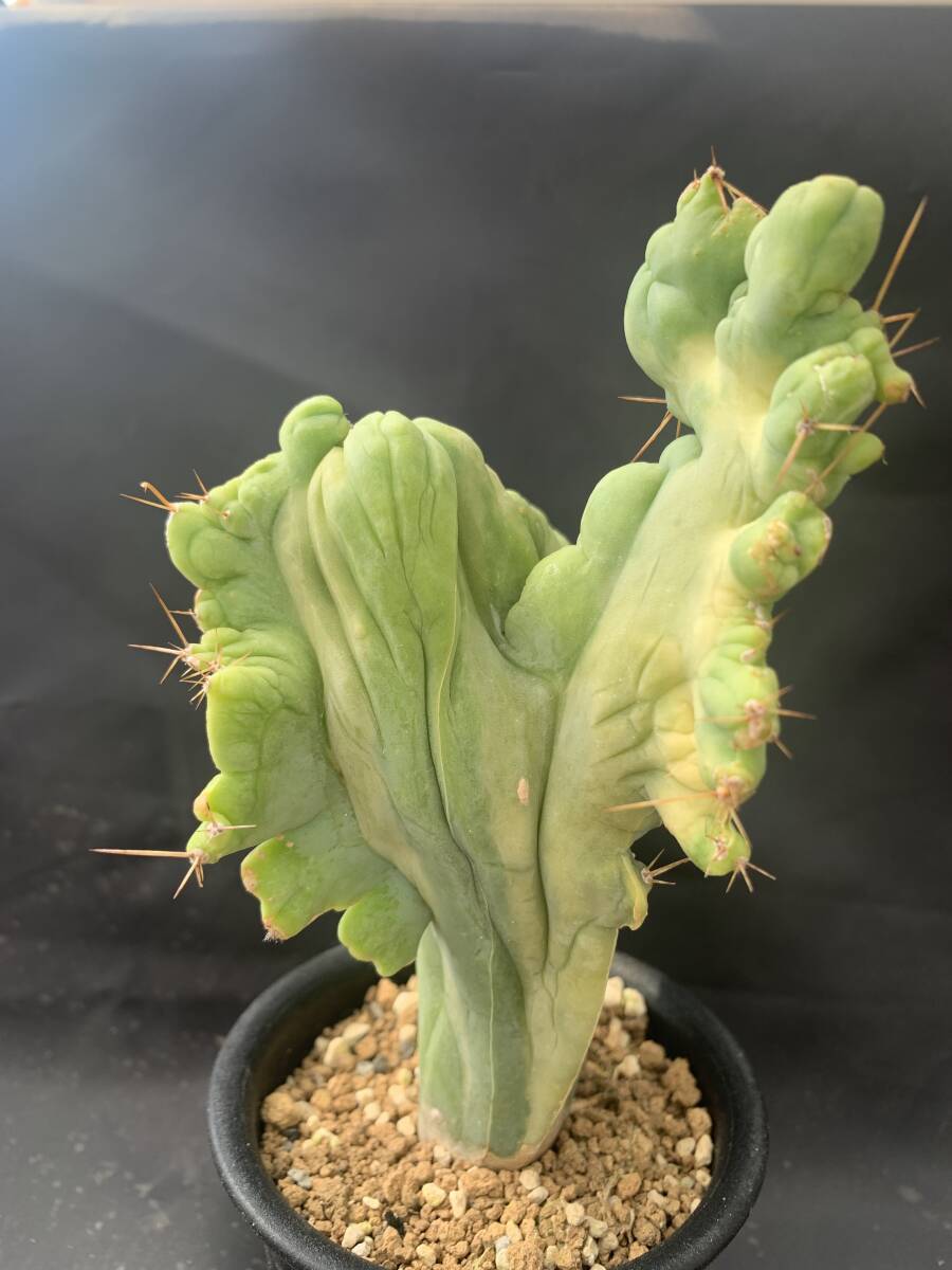 Yahoo!オークション - サボテン・多肉植物 C93 成程柱モンスト（少し斑...