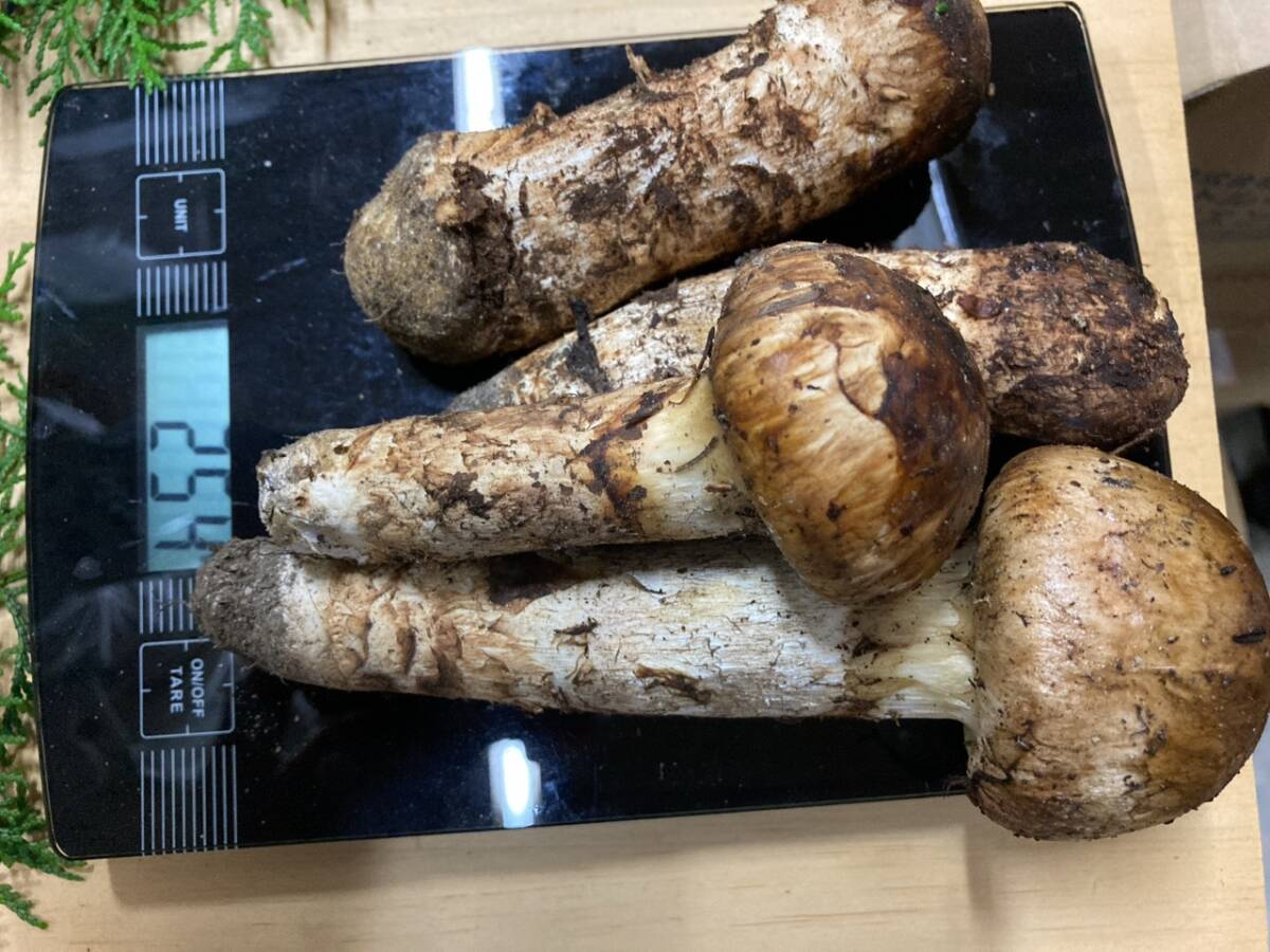 Yahoo!オークション - 山梨県 奥昇仙峡 天然栂松茸B 現在254g