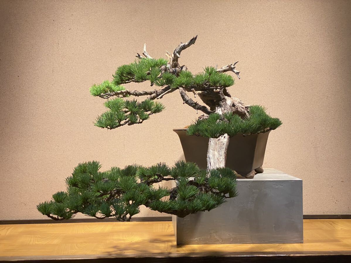 Yahoo!オークション - 盆栽・五葉松・懸崖