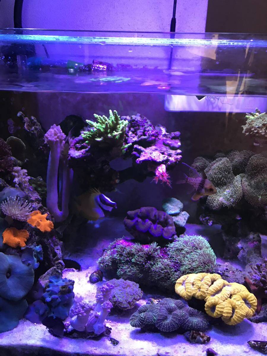 Yahoo!オークション - 観賞魚用LED照明 Marfied NEMOLIGHT T140