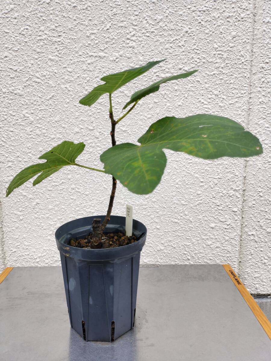 Yahoo!オークション - Bordissot Blanca Negra (BBN) いちじく イチジ...