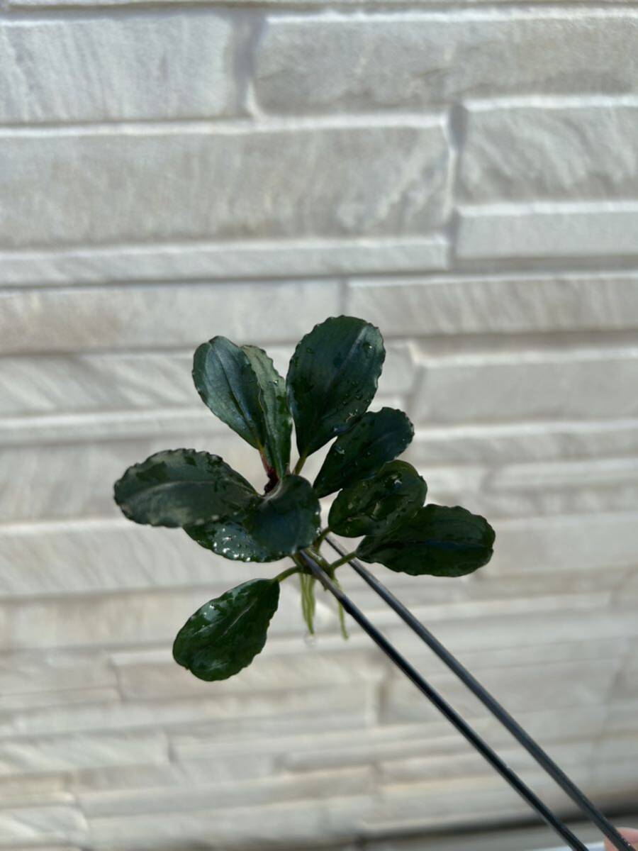 Yahoo!オークション - 《AZ便》Bucephalandra sp. Capek-Green 【AZ031...