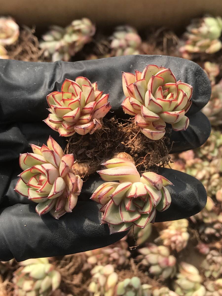 Yahoo!オークション - 29株D368-3赤いバラサボテン 観葉植物 花 園芸 ...