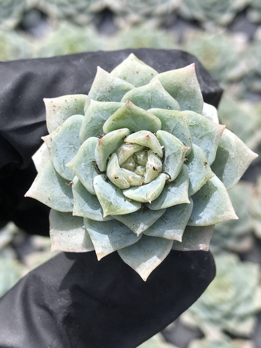 Yahoo!オークション - 104株 E513-7多肉植物 エケベリア 純愛 サボテン...