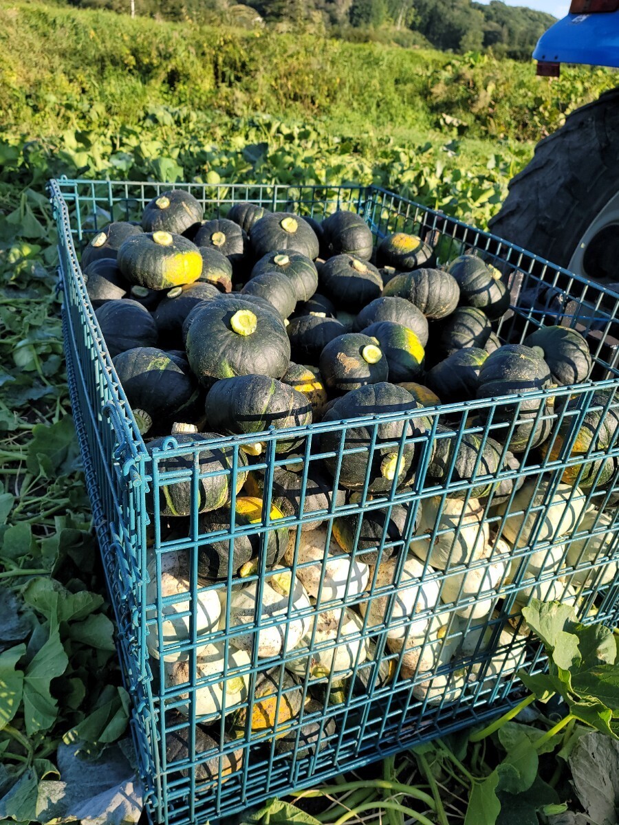 Yahoo!オークション - かぼちゃ10kg(2品種)