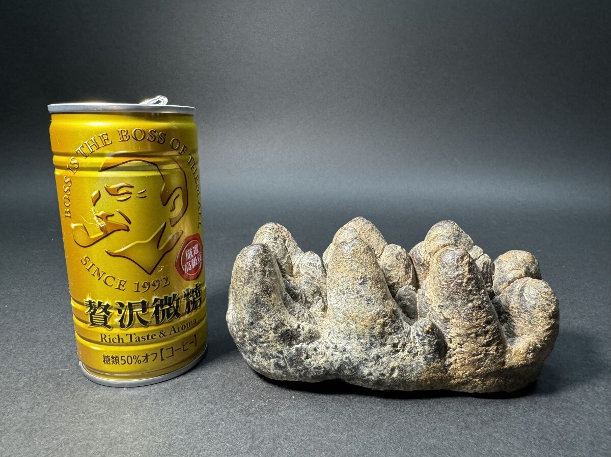 AS204 歯の化石 マンモス 恐竜 ナウマンゾウ 化石 標本 牙 重510g(化石)｜売買されたオークション情報、yahooの商品情報をアーカイブ公開 - オークファン（aucfan.com）