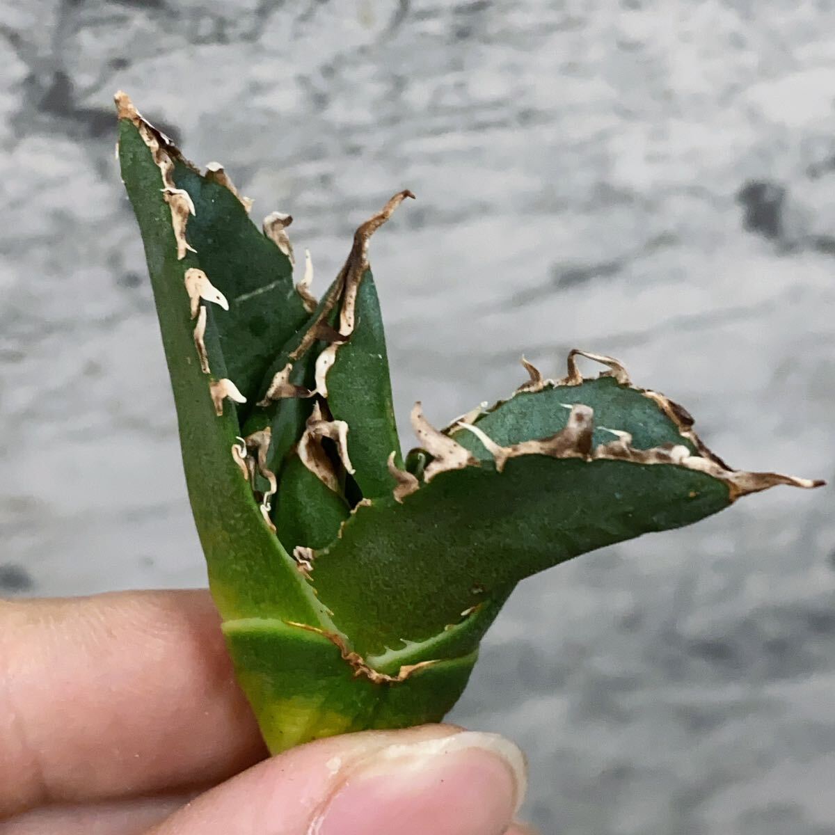 Yahoo!オークション - C76アガベチタノタ特選強棘白鯨子株