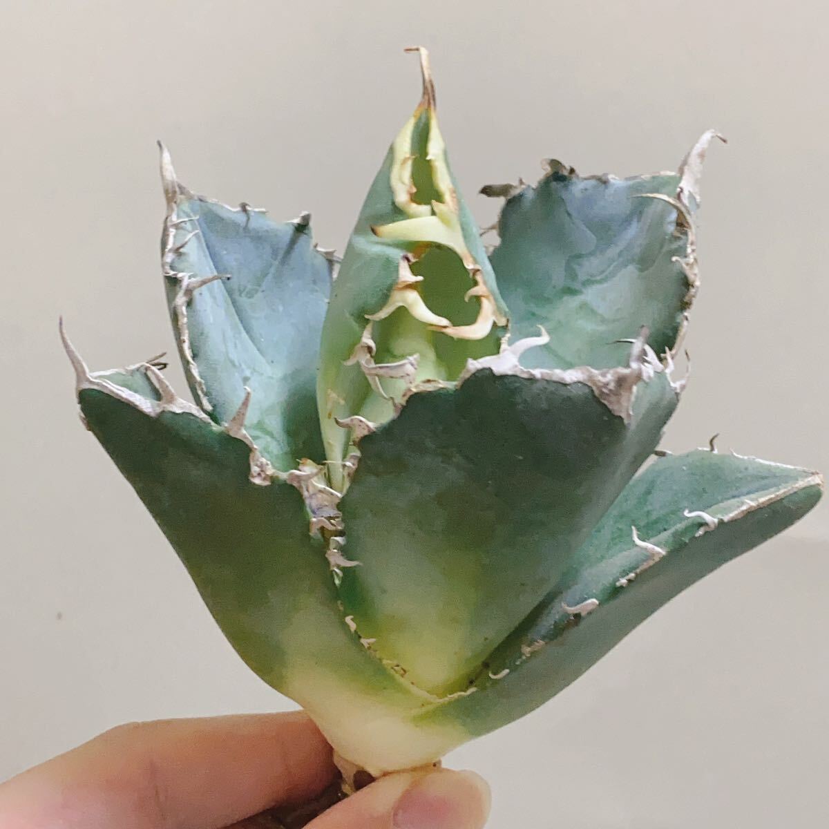 Yahoo!オークション - C108アガベチタノタ白鯨中株強棘