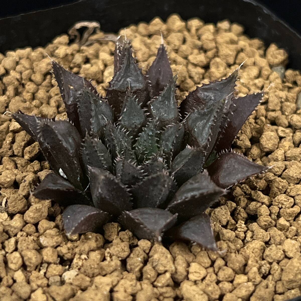 Yahoo!オークション - 《PW》ハオルチア“H.heidelbergensis var.scabr...