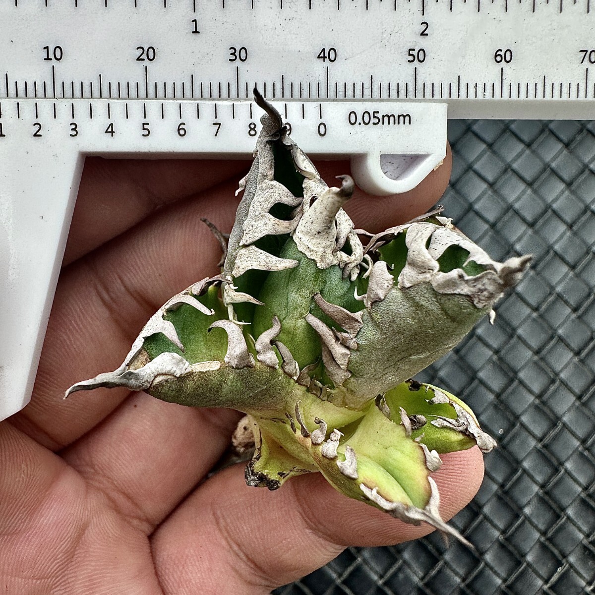 Yahoo!オークション - ESE25激レア高級品種 アガベ チタノタ レッドキ...