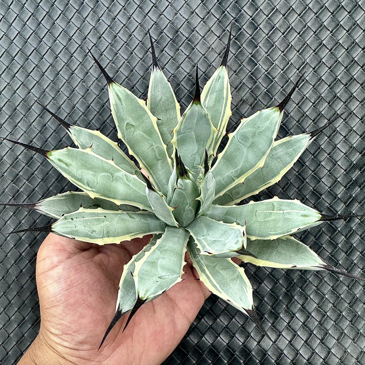 Yahoo!オークション - AA2株を厳選する 多肉植物 アガベ マクロアカン...