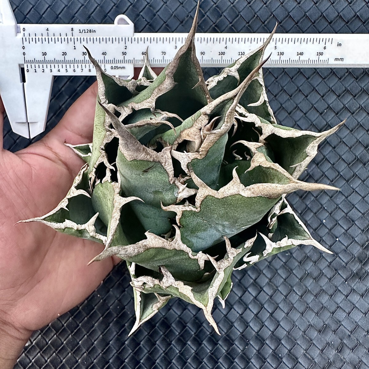 Yahoo!オークション - AA12【超特選厳選】激レア 輸入産地株 アガベ チ...