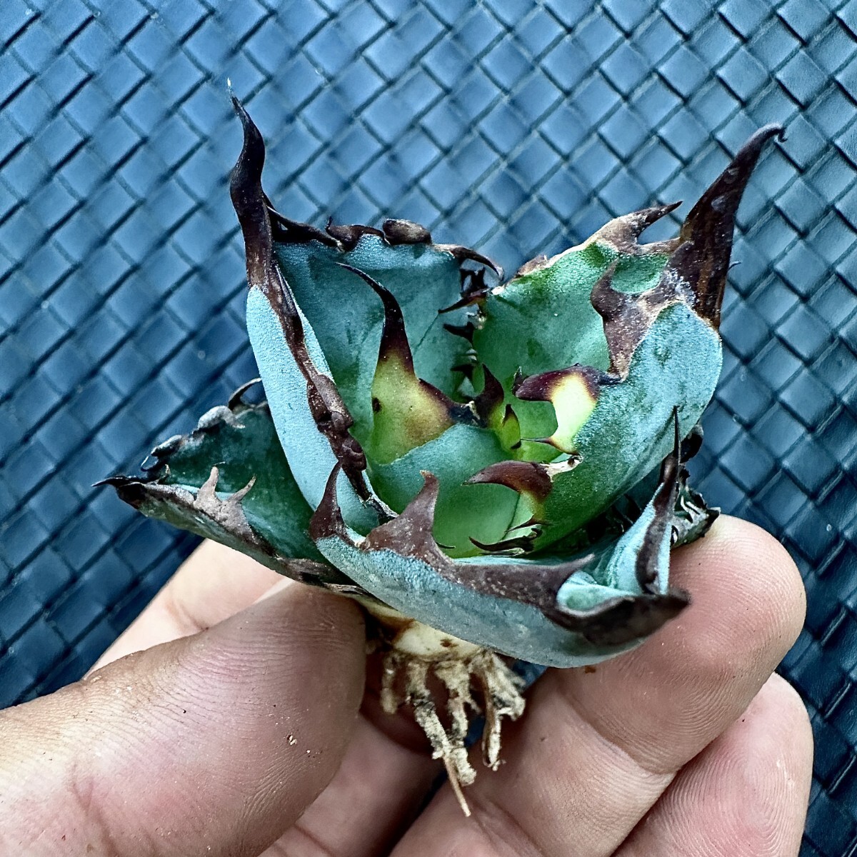 Yahoo!オークション - AA22多肉植物アガベ チタノタBB ブラックアンド...