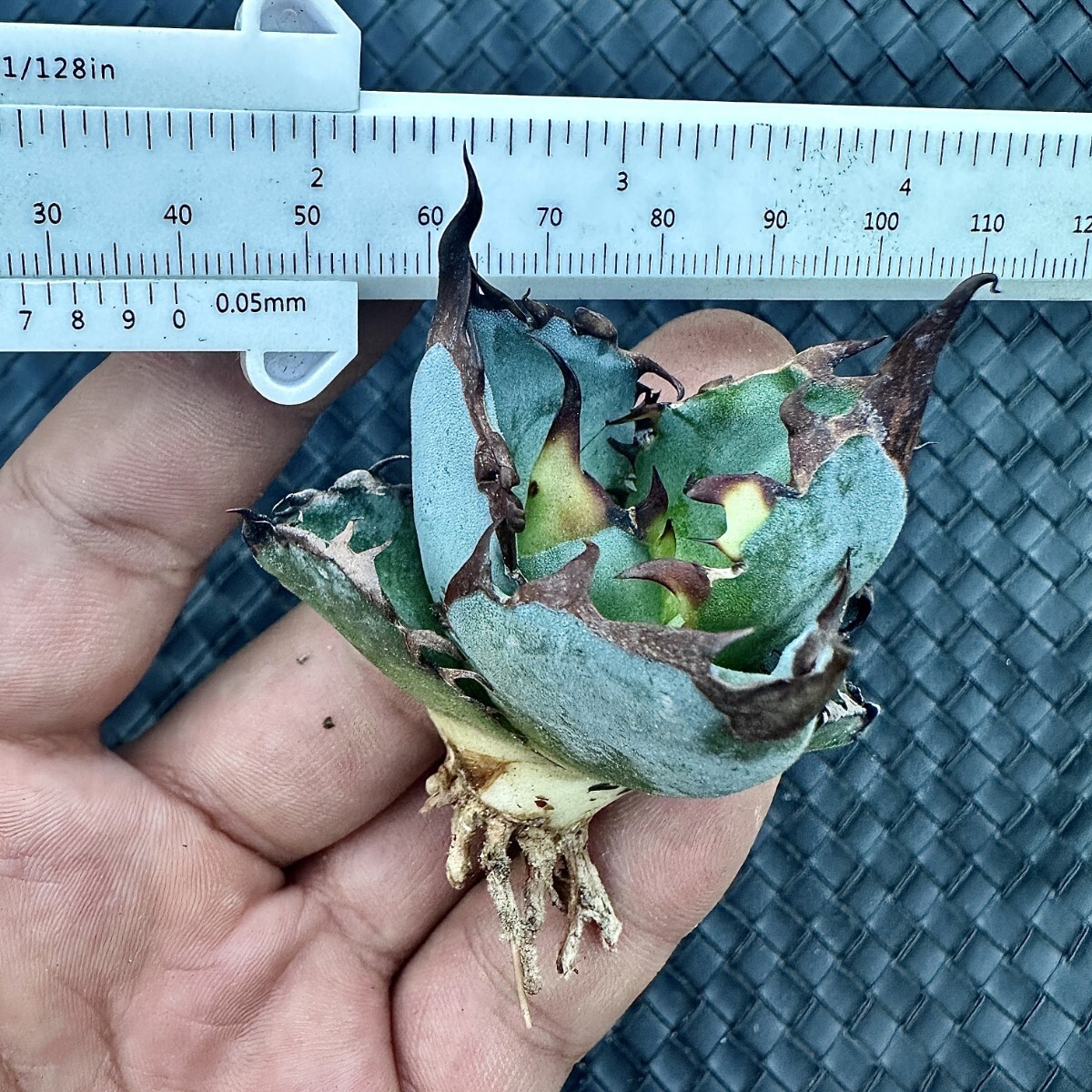 Yahoo!オークション - AA22多肉植物アガベ チタノタBB ブラックアンド...