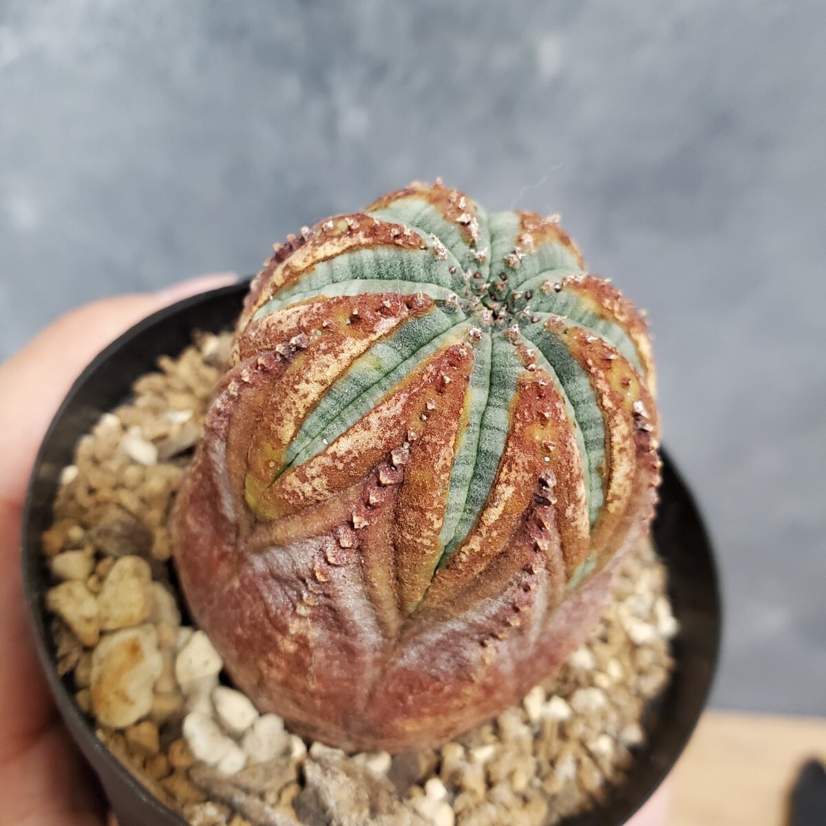Yahoo!オークション - 【木質化】Euphorbia obesa ユーフォルビア オベサ