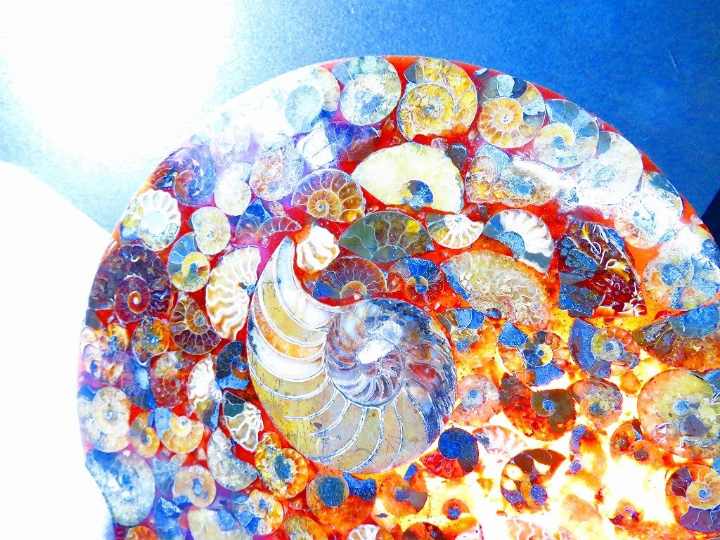 Yahoo!オークション - 数万個の中の一個 天然マダガスカル産 縫合線オ...