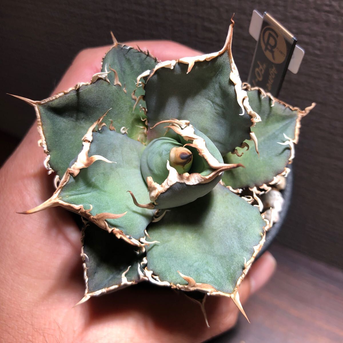 Yahoo!オークション - 【901】アガベ チタノタ FO76 ミニラン鉢2.5号 A...