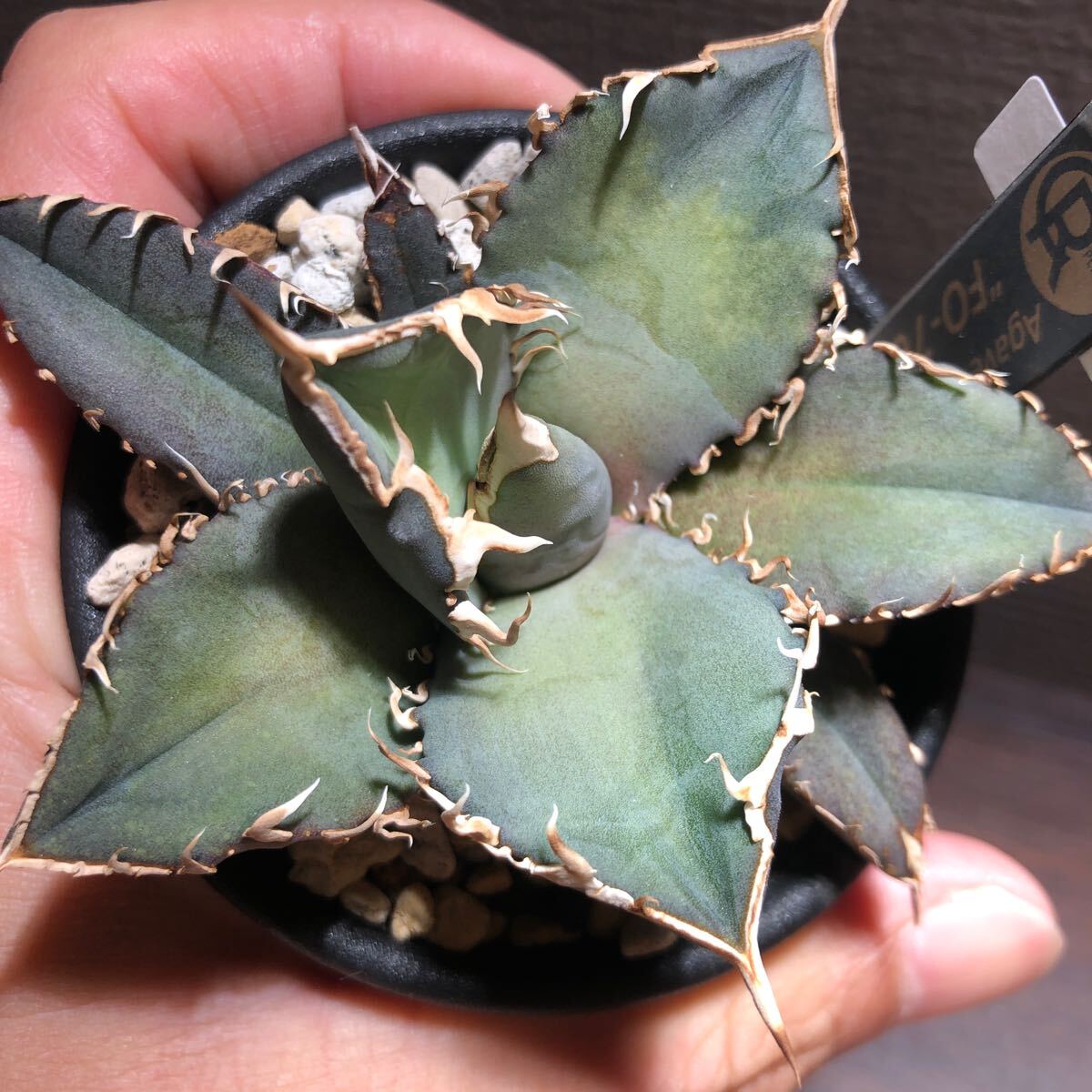 Yahoo!オークション - 【703】アガベ チタノタ FO76 ミニラン鉢2.5号 A...