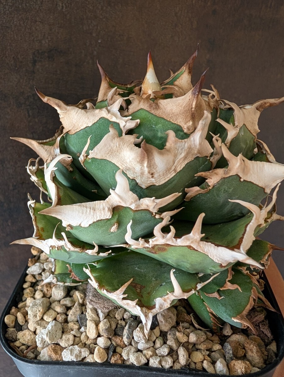 Yahoo!オークション - 【AGAVE TITANOTA LIZE産 清桜】清櫻 アガベ チ...