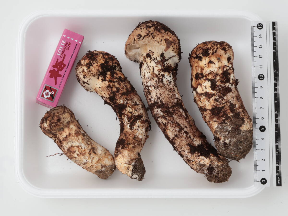 Yahoo!オークション - 313gいわての美味しいマツタケ 9/23