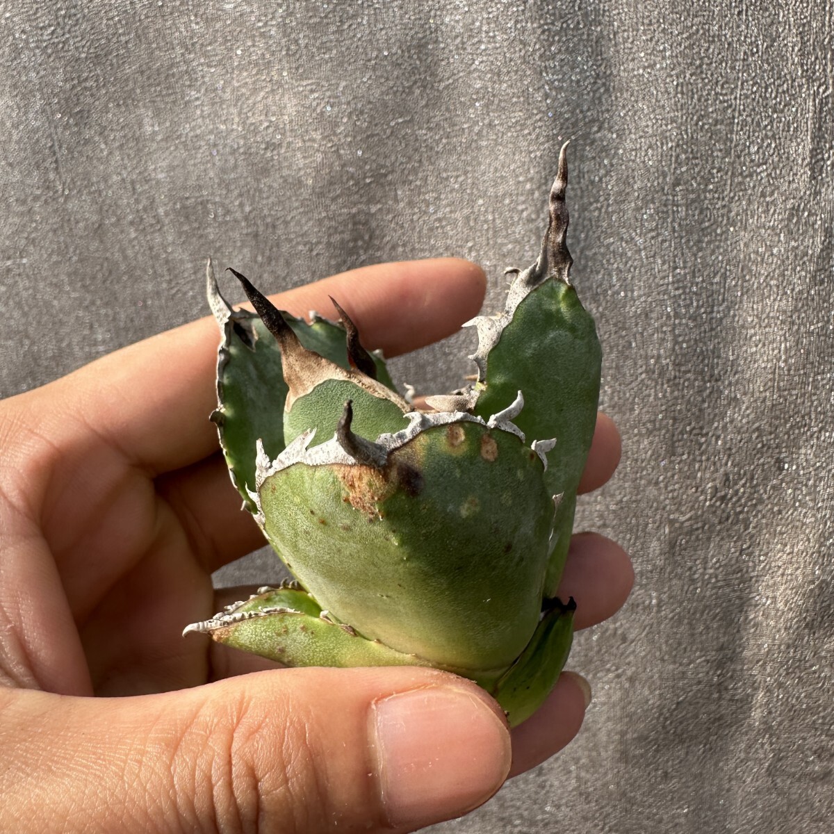 Yahoo!オークション - X10 アガベ チタノタ Agave oteroi Oaxaca speci...