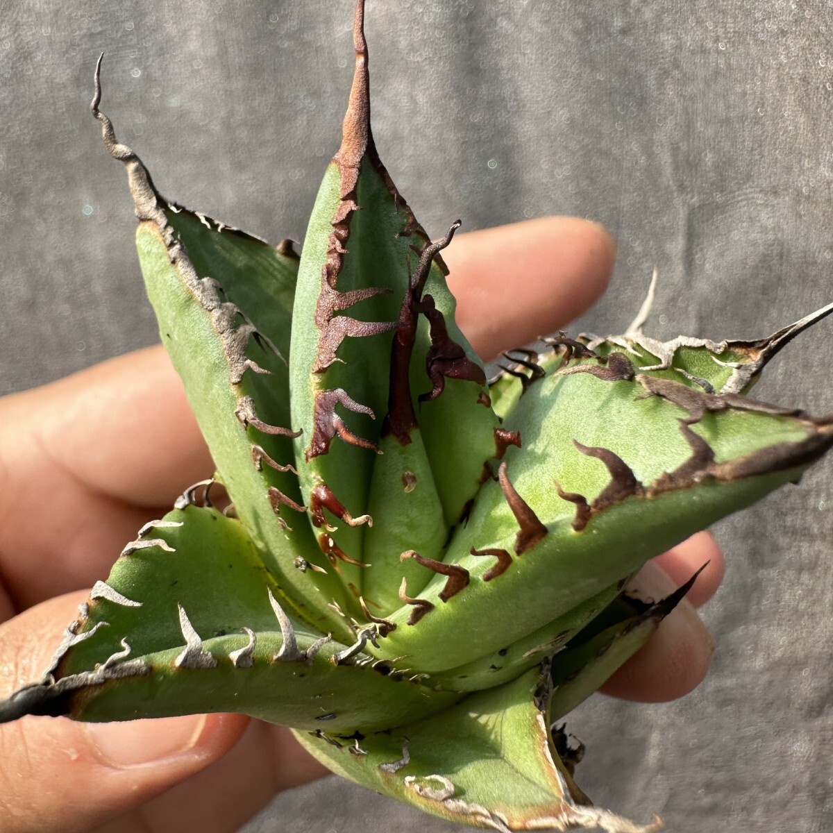 Yahoo!オークション - X27 アガベ チタノタ実生 胴切子株 無名 検（悪...