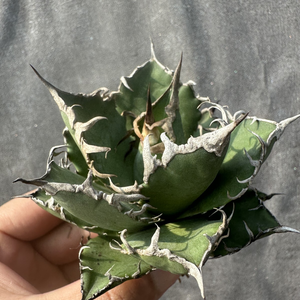 Yahoo!オークション - X44 アガベ チタノタ シーザー 凱撒 優良血統超...