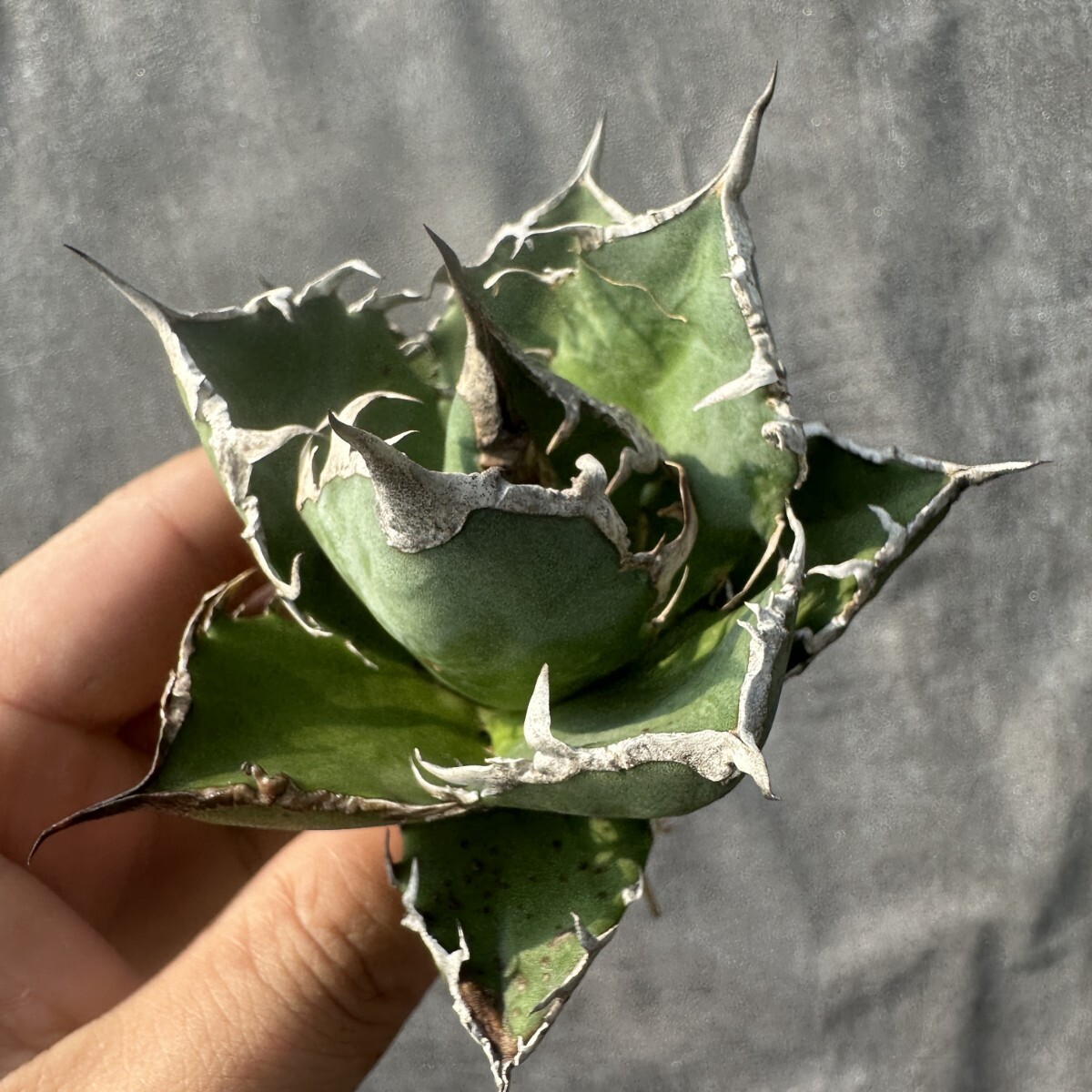 Yahoo!オークション - X49 アガベ チタノタ シーザー 凱撒 優良血統超...