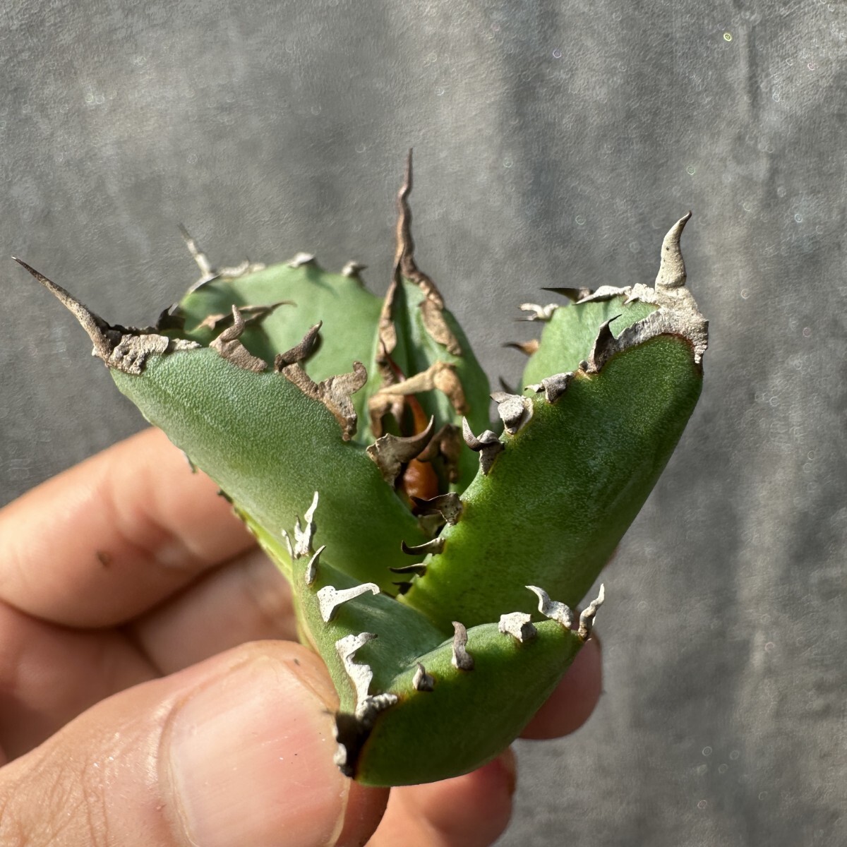 Yahoo!オークション - X59 特選 アガベ 多肉植物 チタノタ 鬼雨 強棘 ...