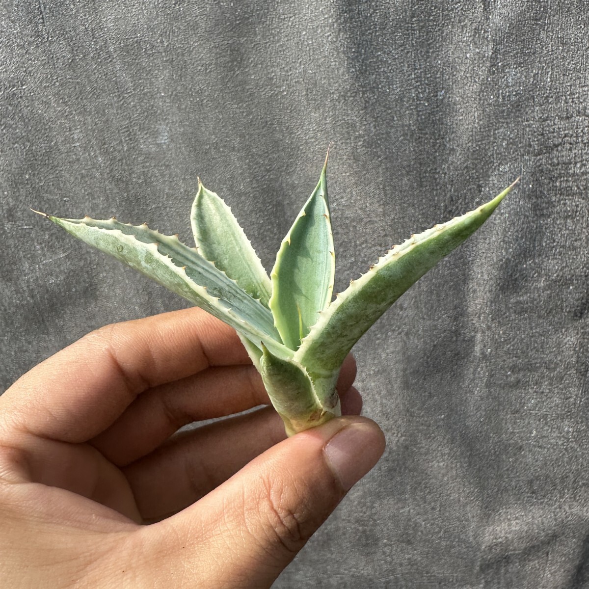 Yahoo!オークション - X69 アガベ potatorum snowfall 覆輪斑 スノーフ...