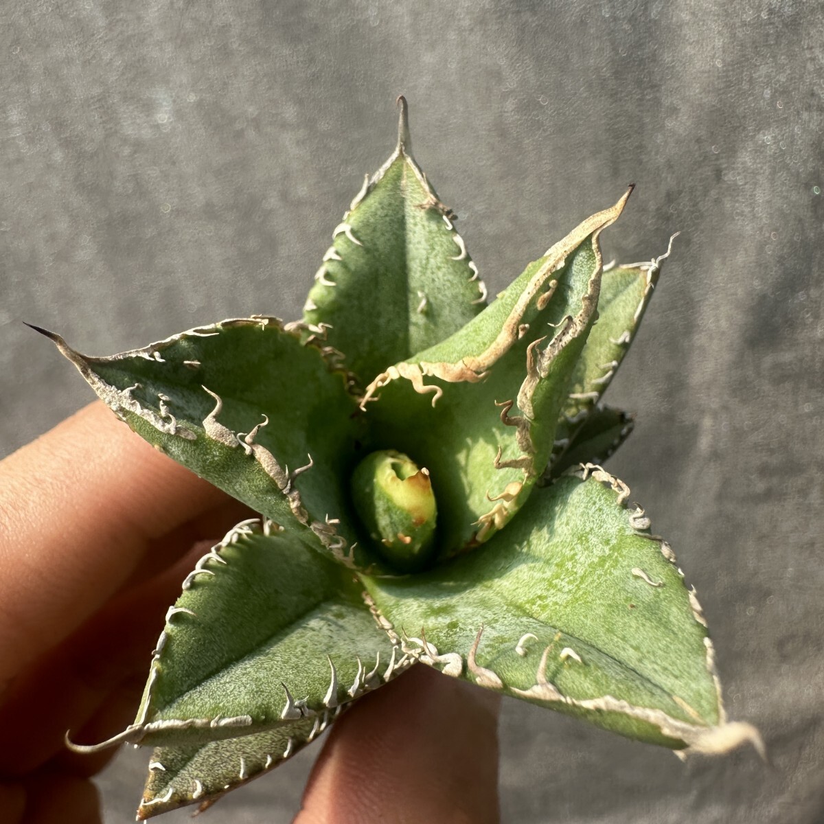 Yahoo!オークション - Y13 多肉植物アガベ チタノタ 鰐亀極上子株 TC株