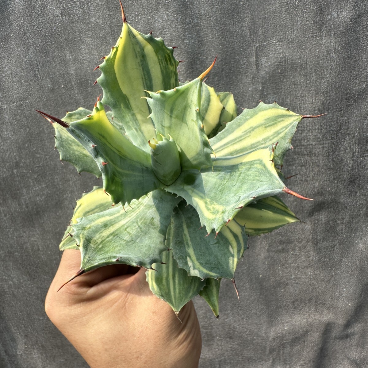 Yahoo!オークション - Y42 特選 アガベ 多肉植物 イシスメンシス 雷神...