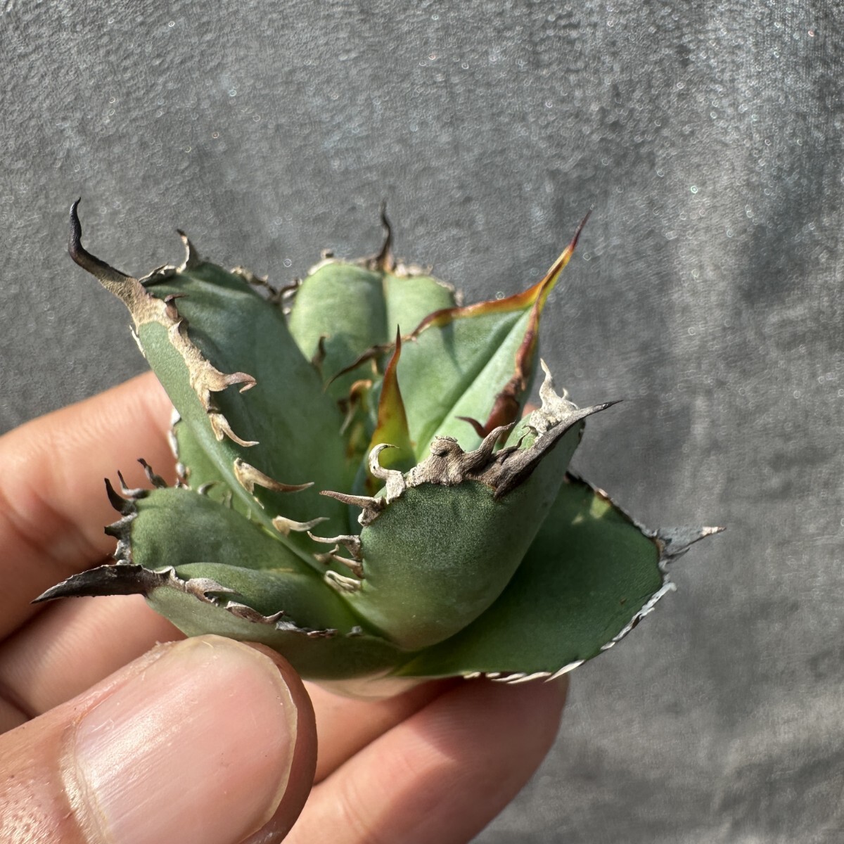 Yahoo!オークション - Y65 アガベチタノタ烈焔 逆棘 胴切り天芽子株 極...