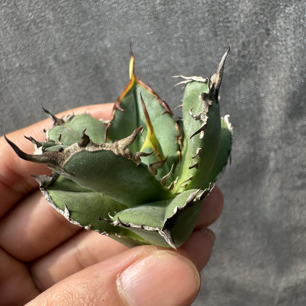 Yahoo!オークション - Y65 アガベチタノタ烈焔 逆棘 胴切り天芽子株 極...