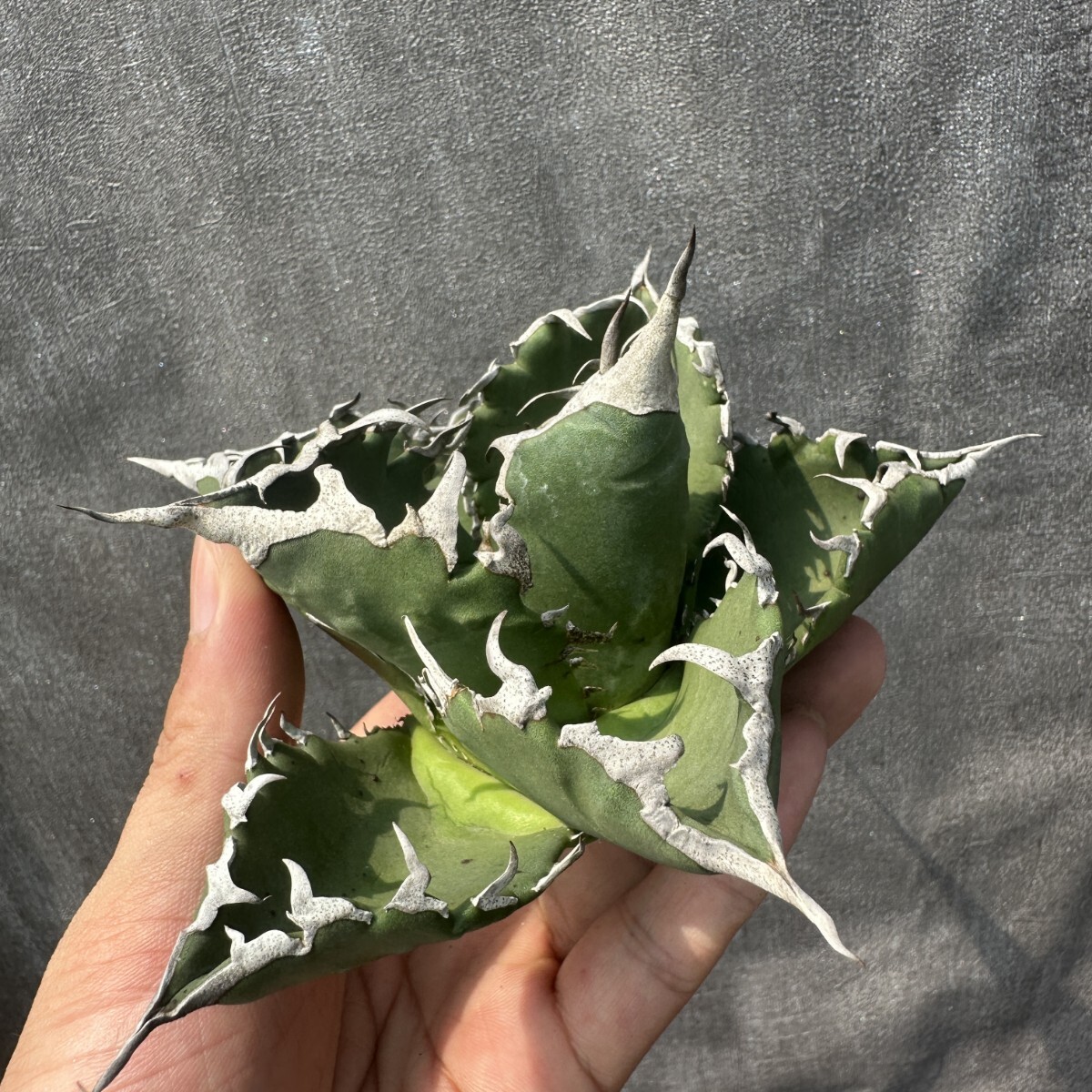 Yahoo!オークション - Y71 アガベ チタノタ Agave oteroi Oaxaca speci...