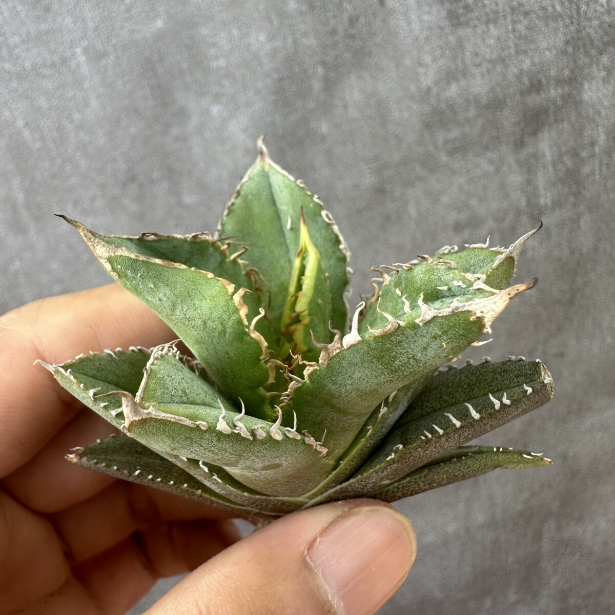 Yahoo!オークション - L23 多肉植物アガベ チタノタ 鰐亀極上子株 TC株