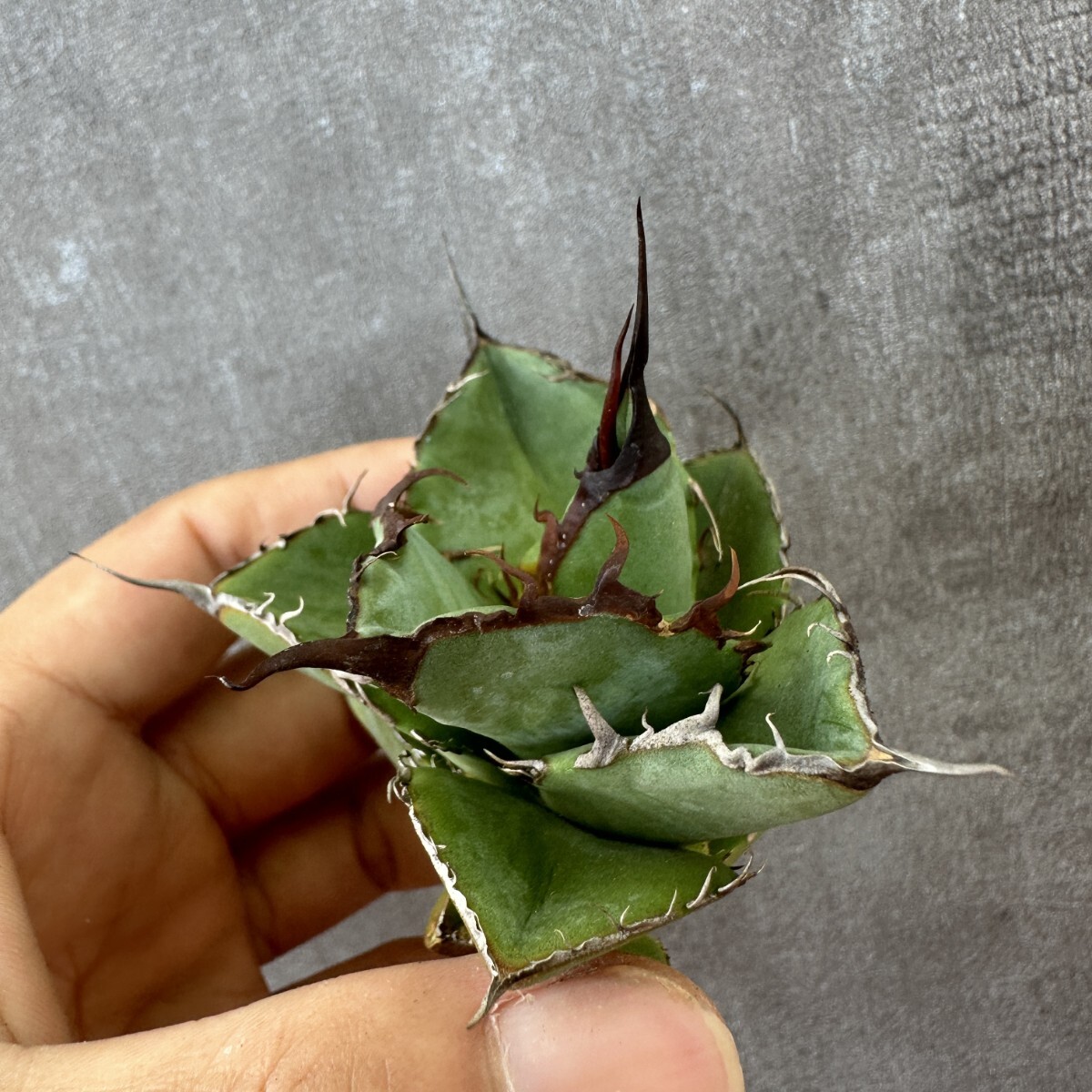 Yahoo!オークション - L47 アガベ チタノタ Agave oteroi Oaxaca speci...