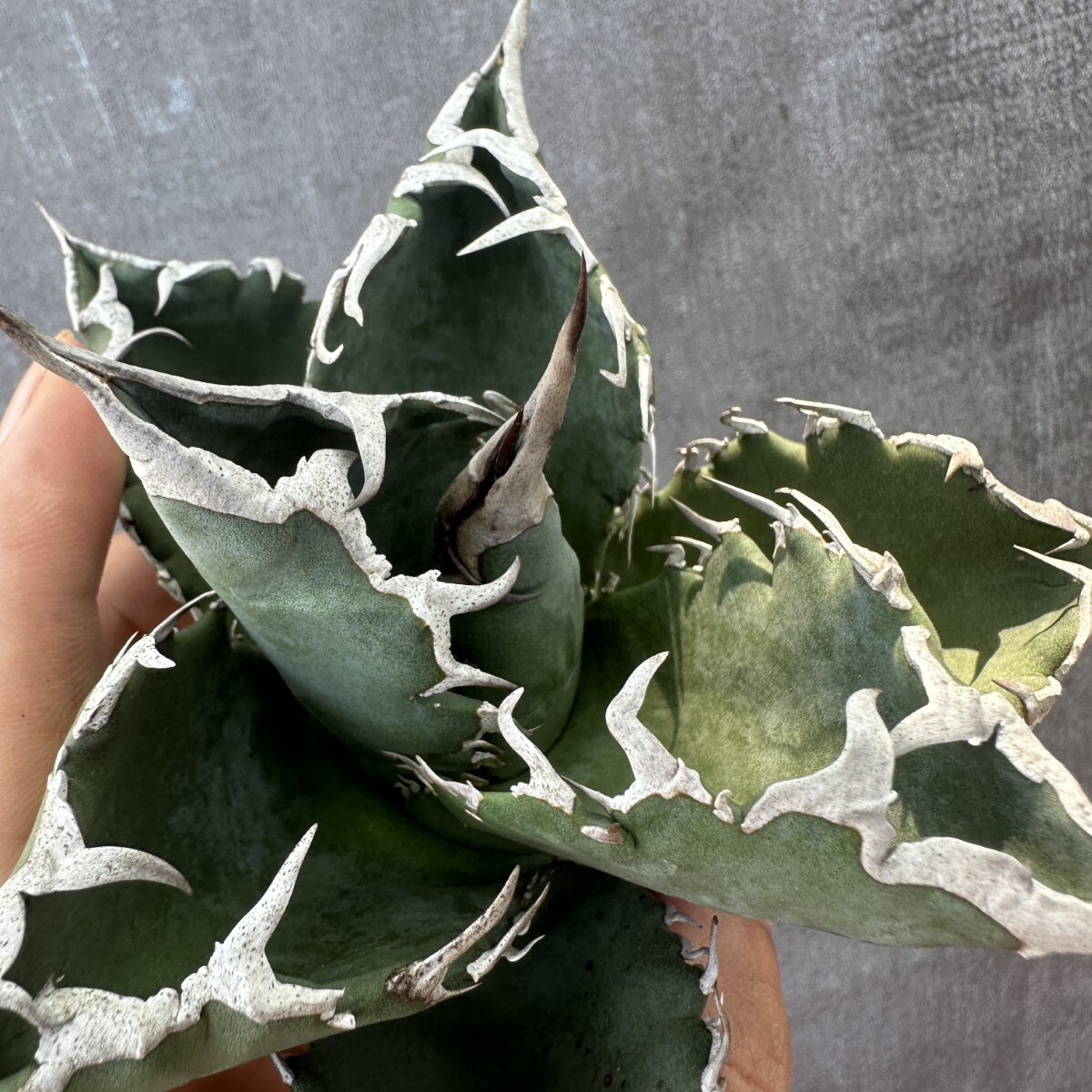 Yahoo!オークション - L61 アガベ チタノタ オアハカ産オテロイ Oaxaca...