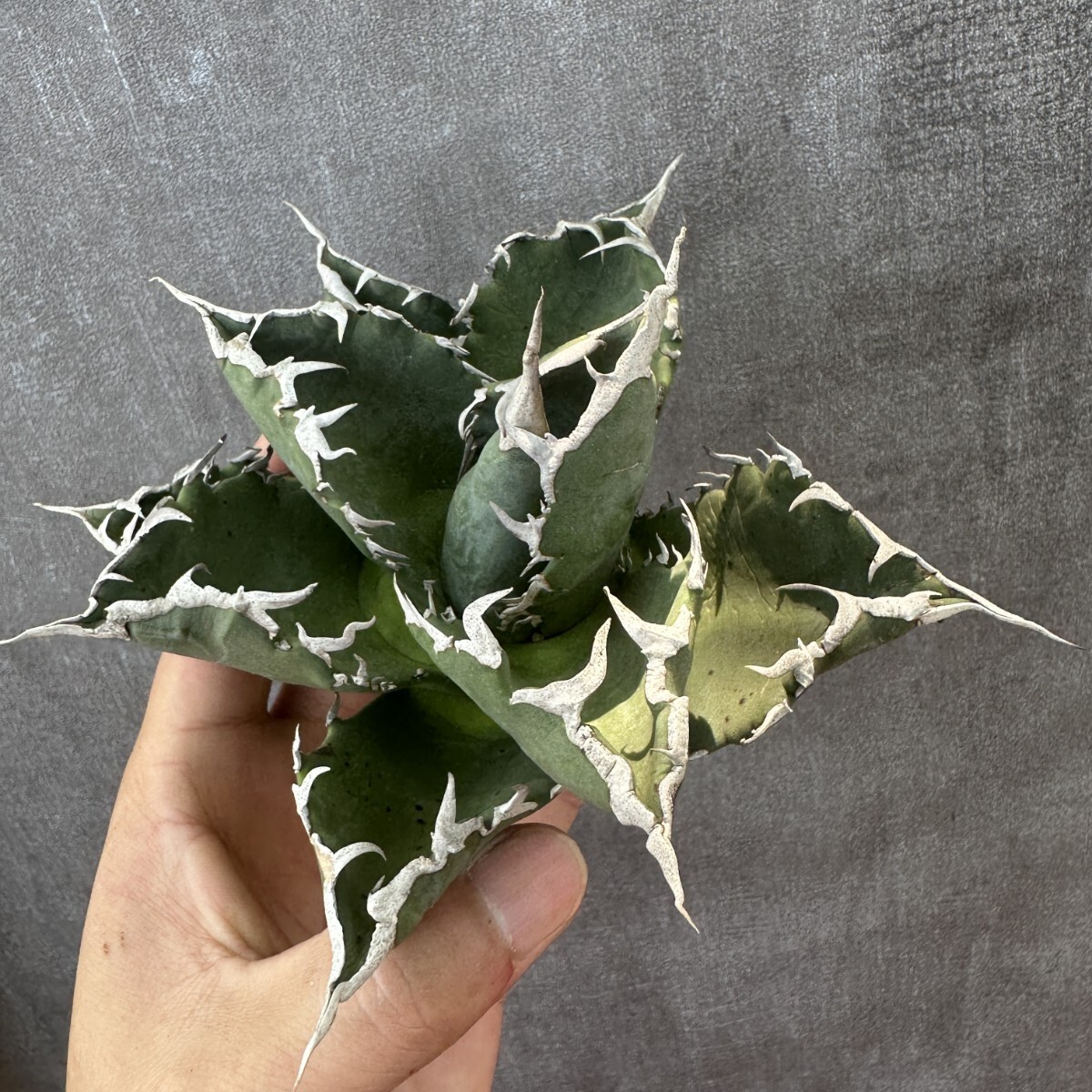 Yahoo!オークション - L66 アガベ チタノタ オアハカ産オテロイ Oaxaca...