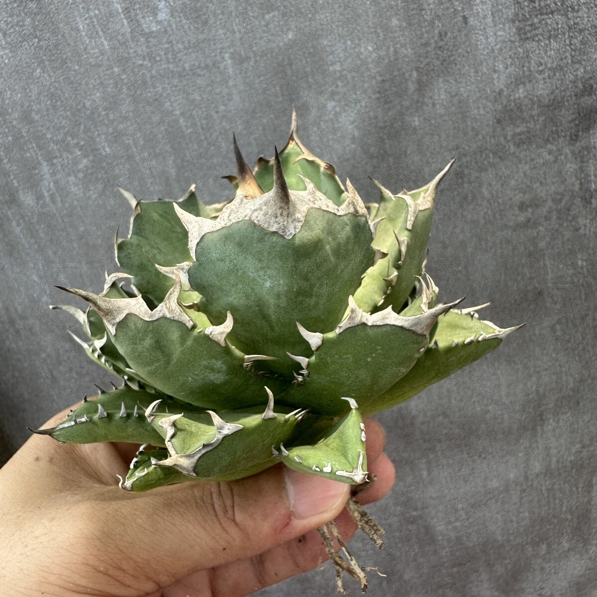 Yahoo!オークション - M53 アガベ チタノタ 特選 達磨葉 農大 強刺