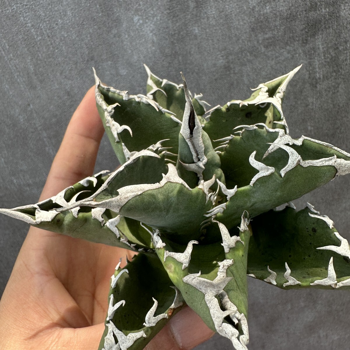 Yahoo!オークション - M68 アガベ チタノタ Agave oteroi Oaxaca speci...